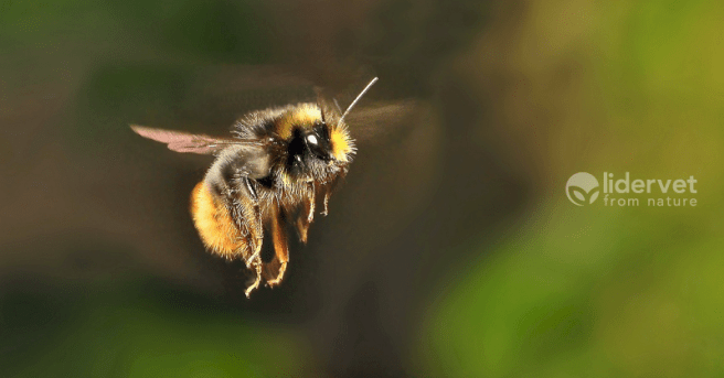 5 curiosidades de las abejas que harán que las admires